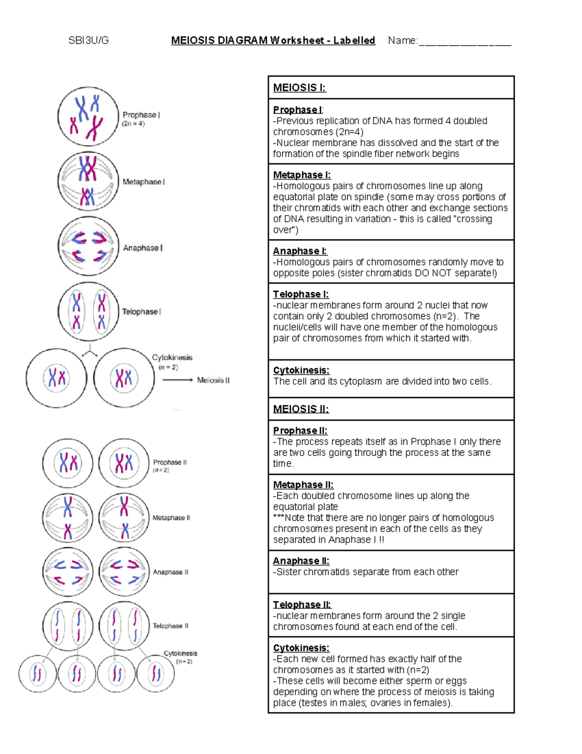 Meiosis Diagrams Worksheet - Answers - SBI3U/G MEIOSIS DIAGRAM ...