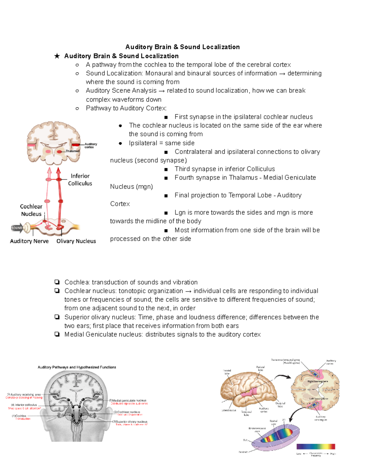 Perception Module 9 - Auditory Brain & Localization - Auditory Brain ...