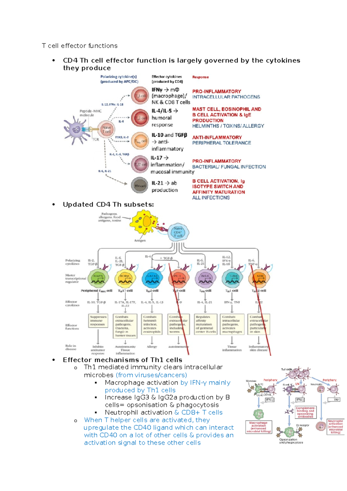 T cell effector functions - gut) immunity o Eliminate extracellular ...