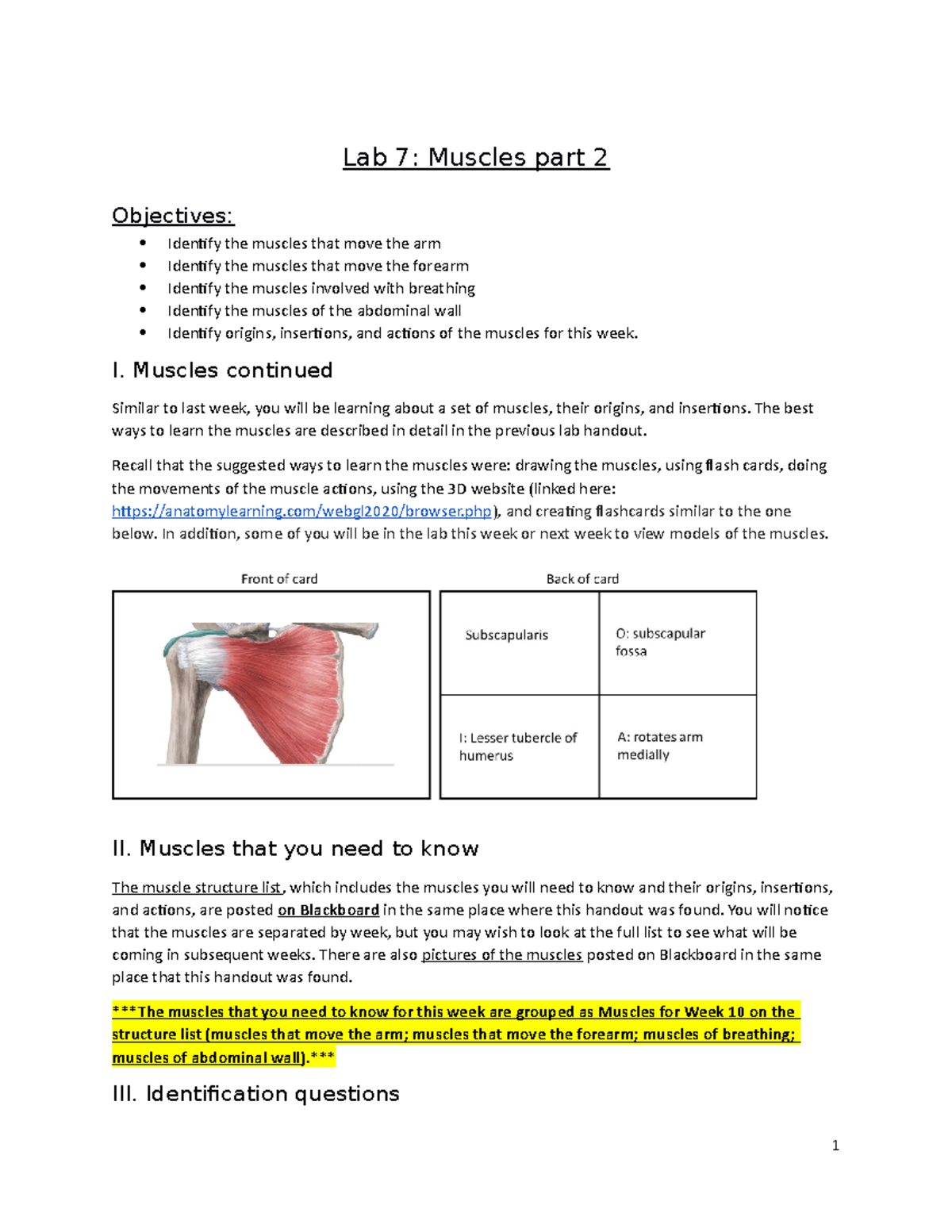 Lab 7 Muscles part 2 - Lab - Lab 7: Muscles part 2 Objectives: Identify ...