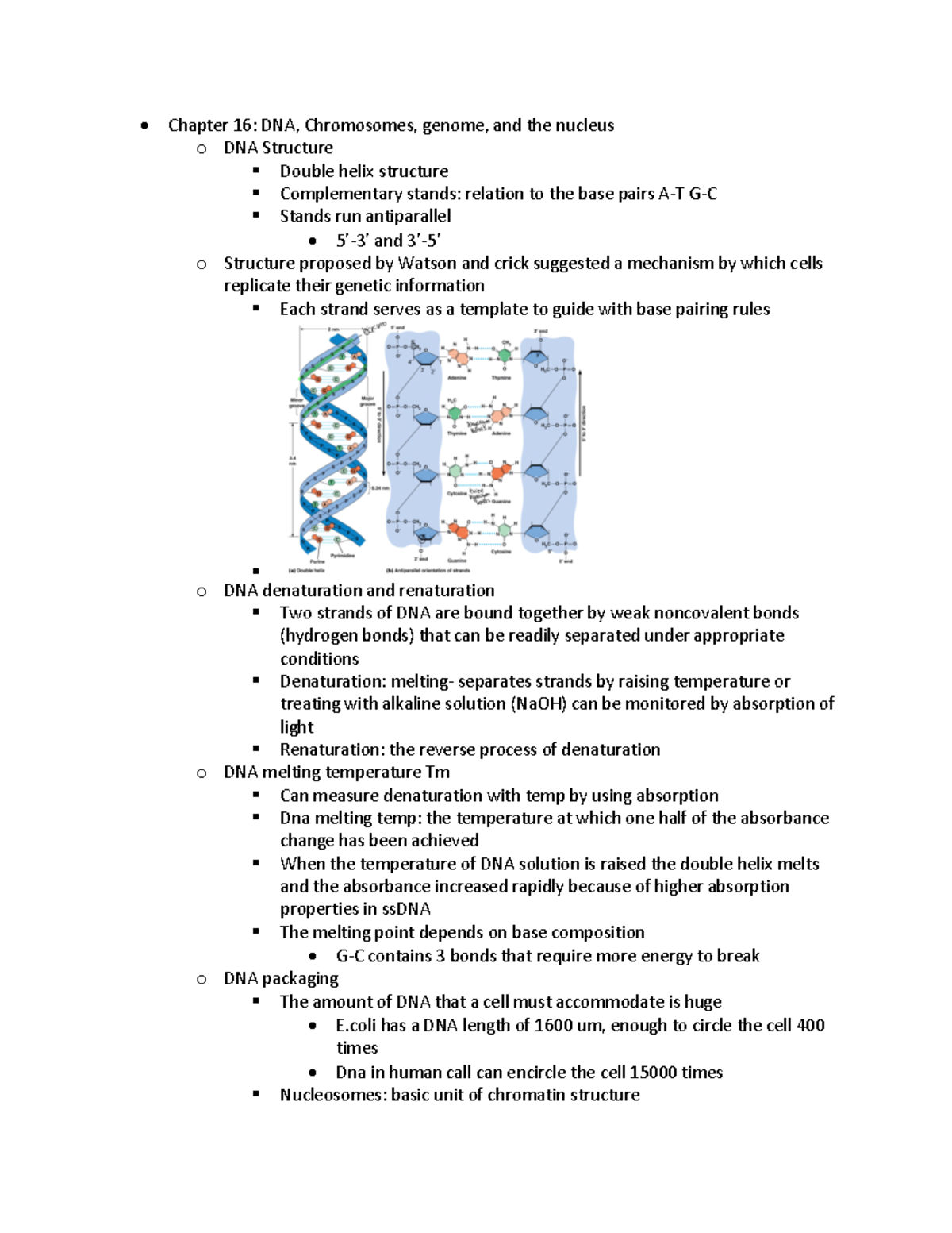 Cell Bio Test Notes #3 - Chapter 16: DNA, Chromosomes, genome, and the ...