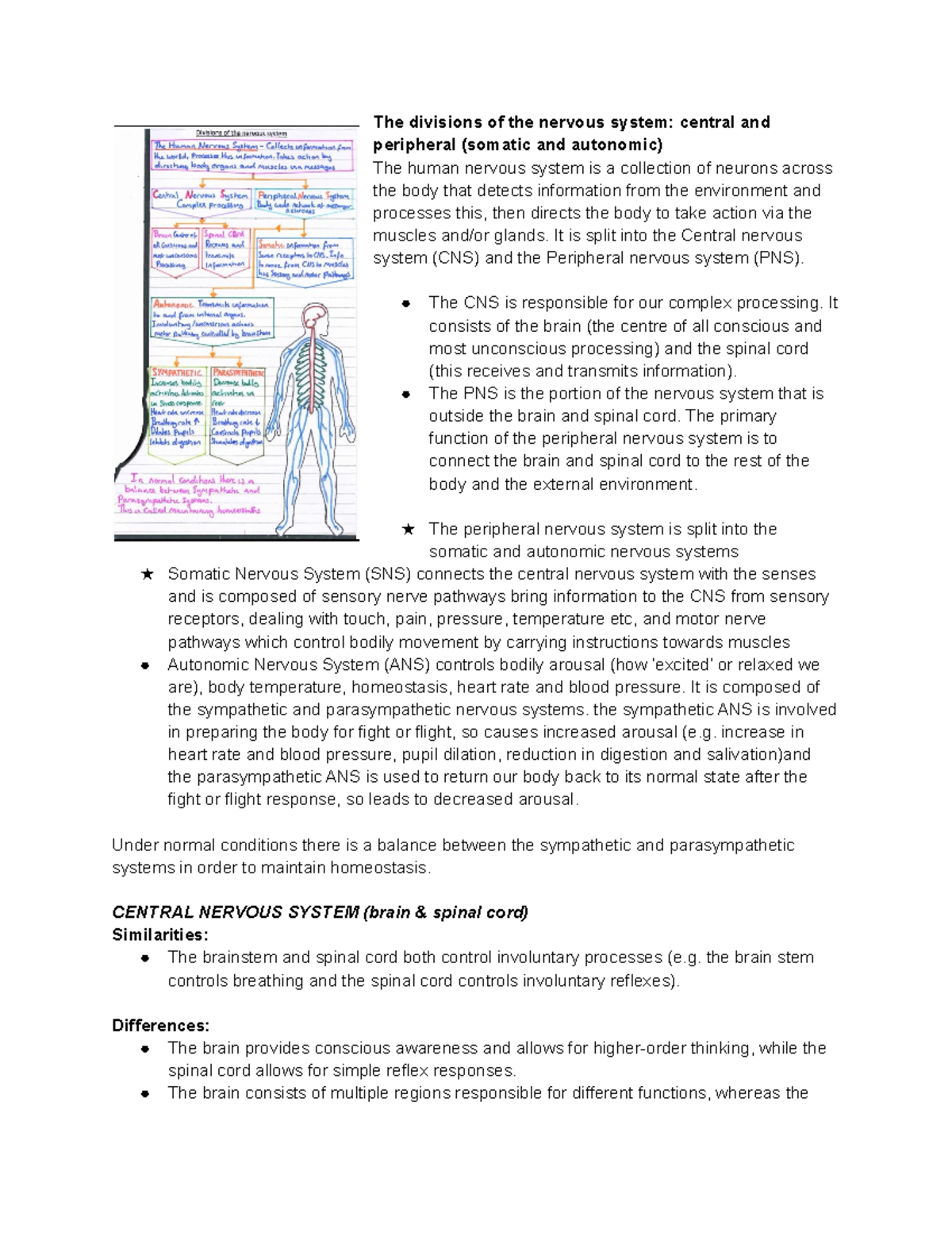 Biological Psychology Notes Year 13 AQA 2021 - The divisions of the ...