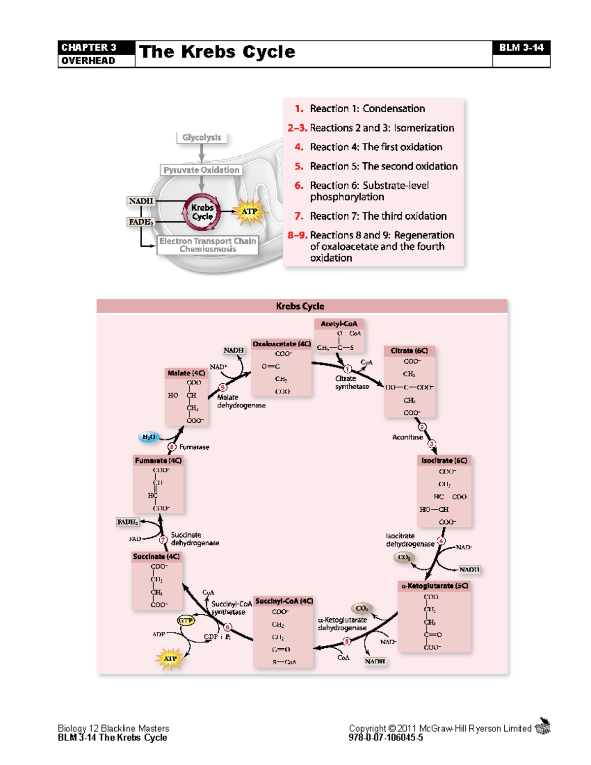 2f - Citric Acid Cycle Diagram - Biology 12 Blackline Masters BLM 3-14 ...