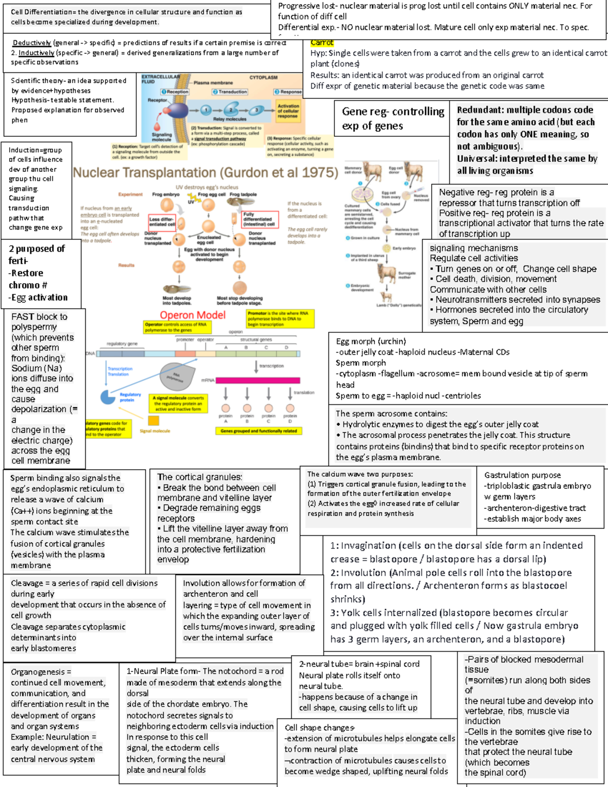 Cheat sheet - exam 1 - The neural plate rolls itself into the neural ...