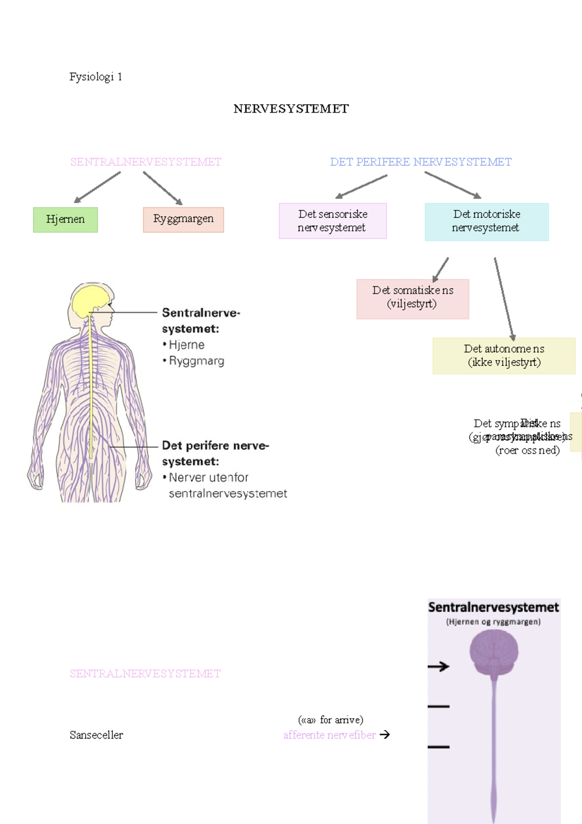 Fysiologi 1 nervesystemet - Fysiologi 1 NERVESYSTEMET SENTRALNERVESYSTEMET DET PERIFERE - Studocu