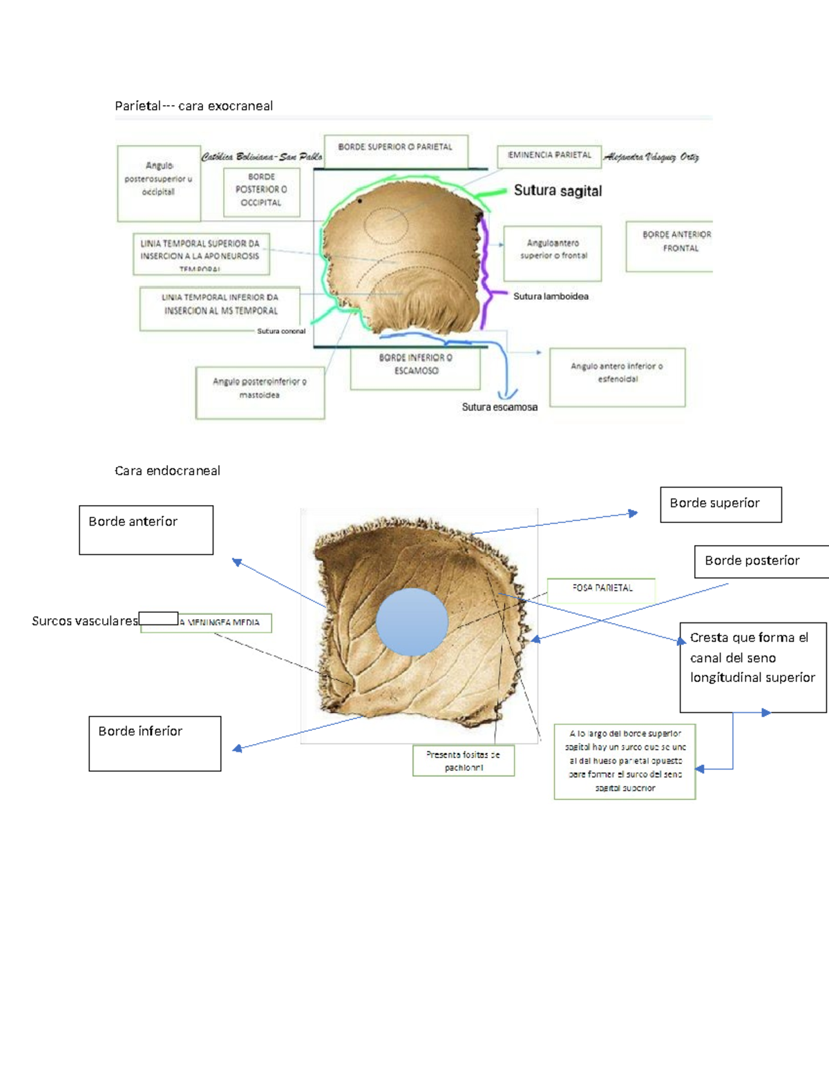 Parietal partes - Anatomía - Parietal- cara exocraneal Cara endocraneal ...