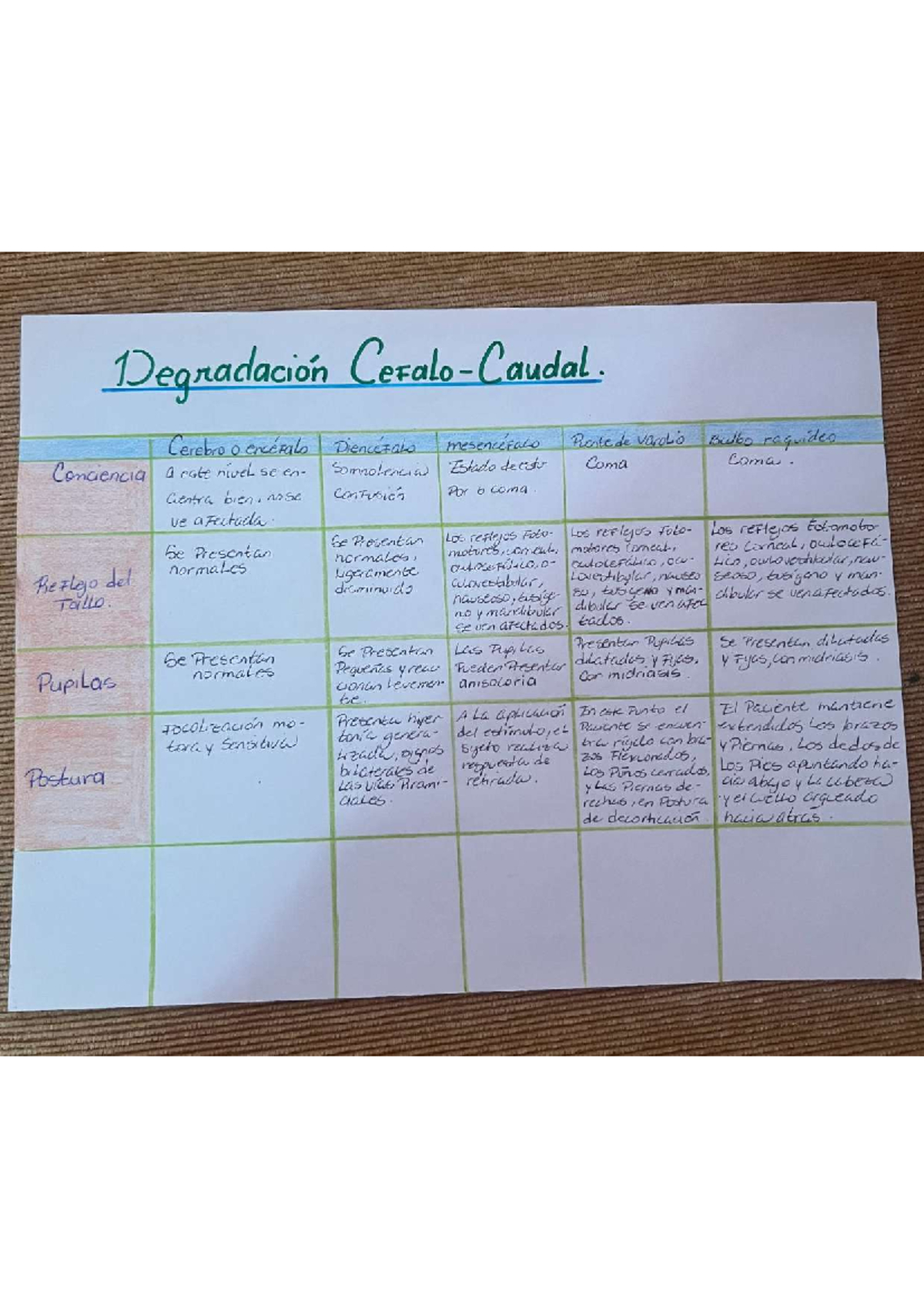 Degradación Cefalo-Caudal. - LAB. NEUROANATOMIA - Studocu