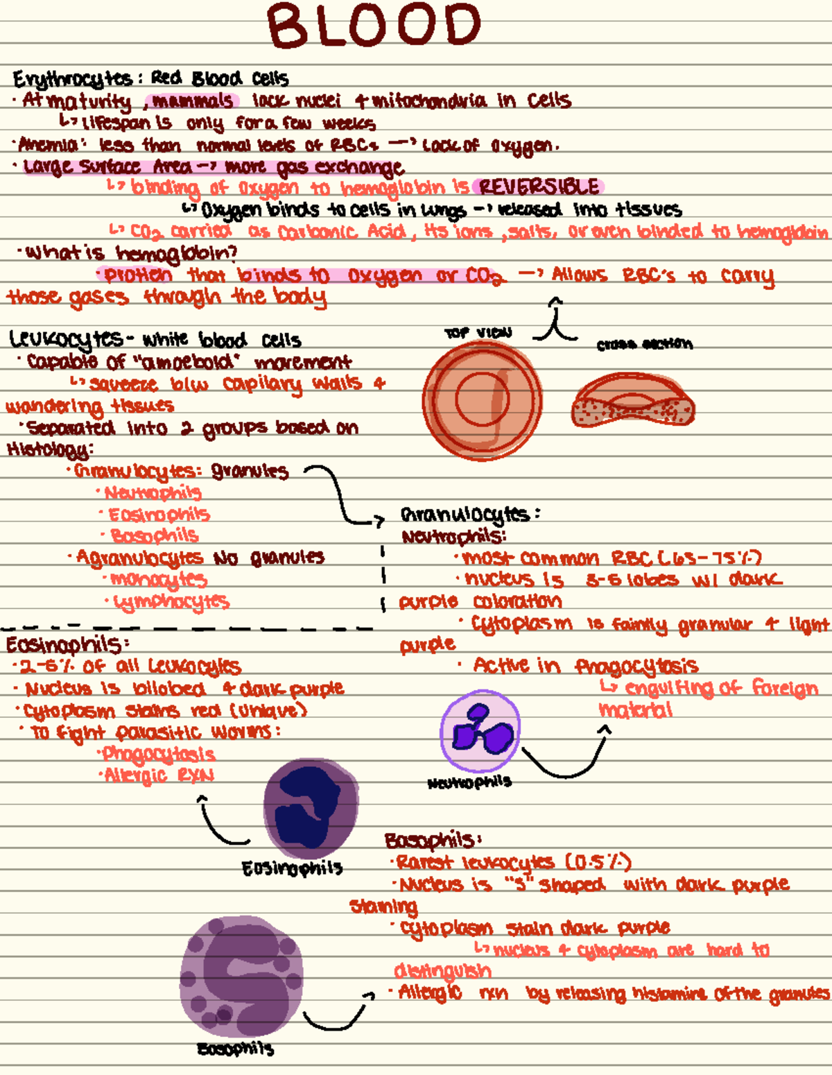 Blood - Condensed Lab lecture notes that cover topics of Animal tissues ...