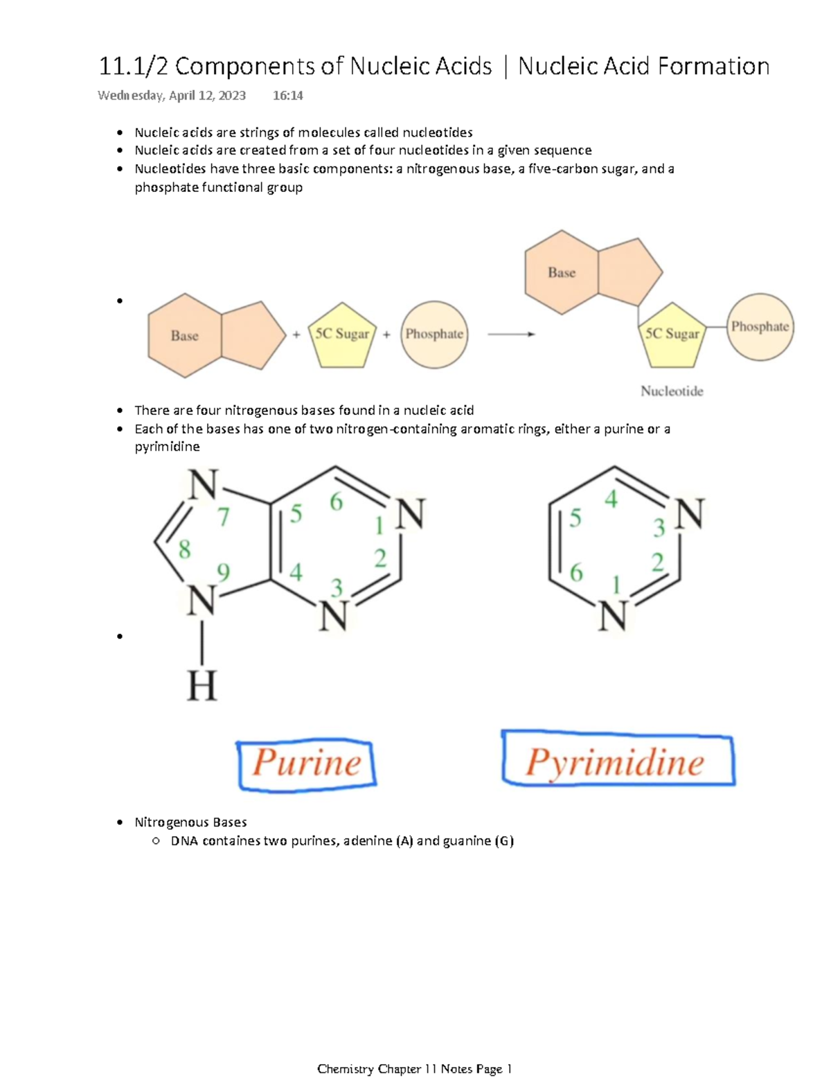 Chemistry Chapter 11 Notes - Nucleic acids are strings of molecules ...