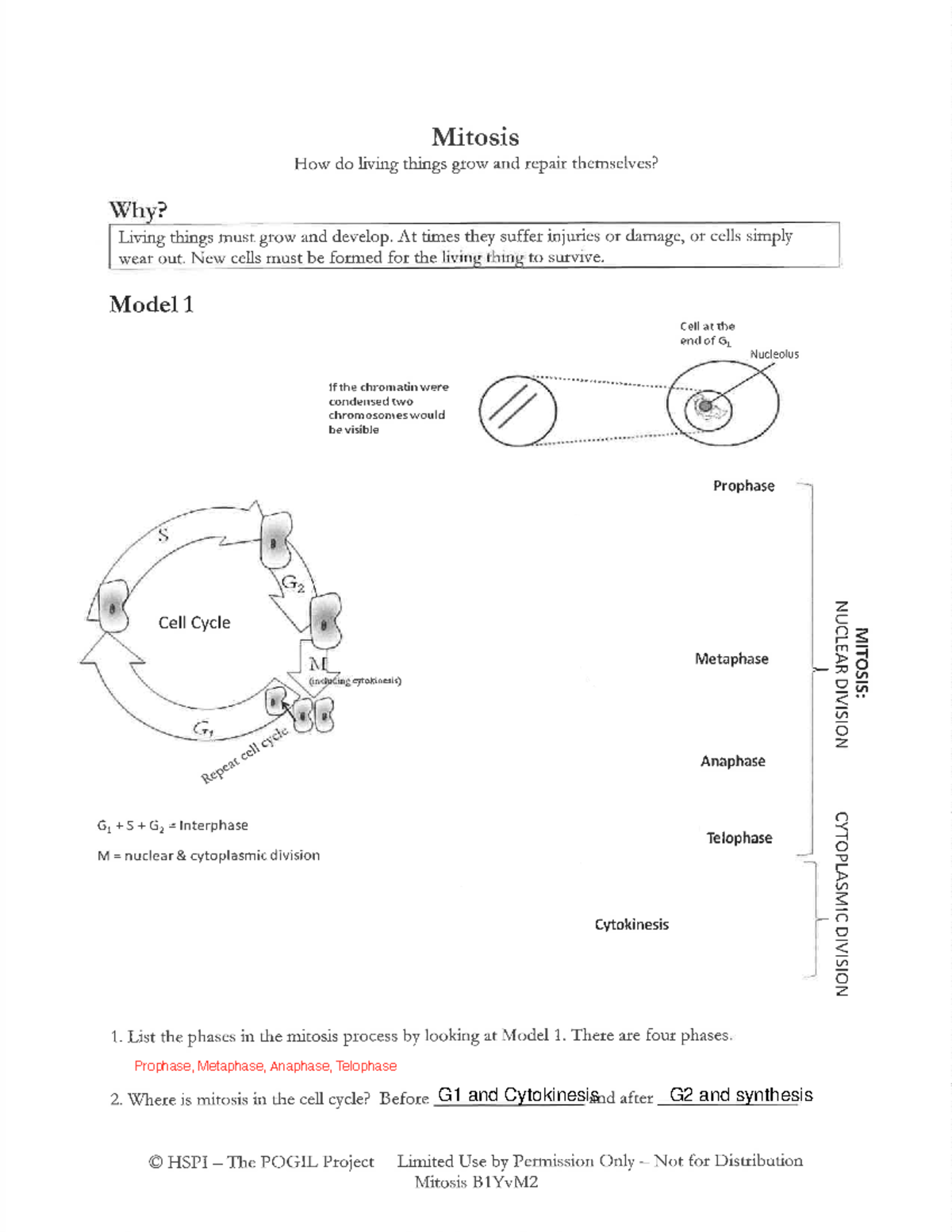 Week 6 Rec Mitosis Pogil Student Fa2023 - Prophase, Metaphase, Anaphase ...