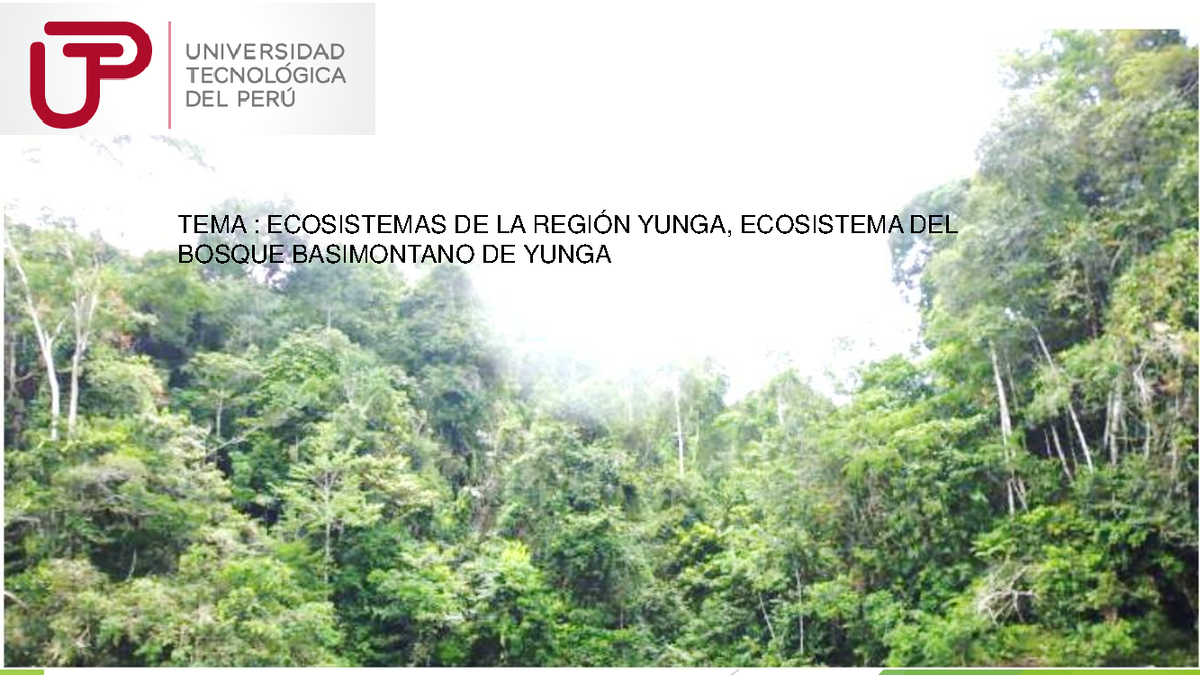 Avance Portafolio 1 - ECOSISTEMAS DE LA REGION YUNGA, ECOSISTEMA DEL ...