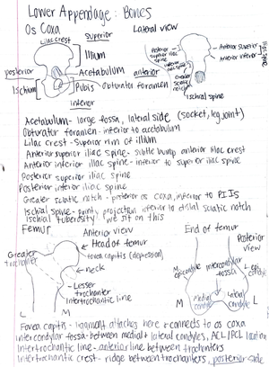 Practicum 2 - Lab labeling materials - Flow of Air through body L ...