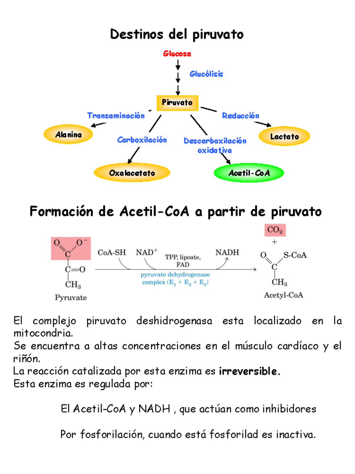 Glucólisis - Destinos del piruvato Formación de Acetil-CoA a partir de ...