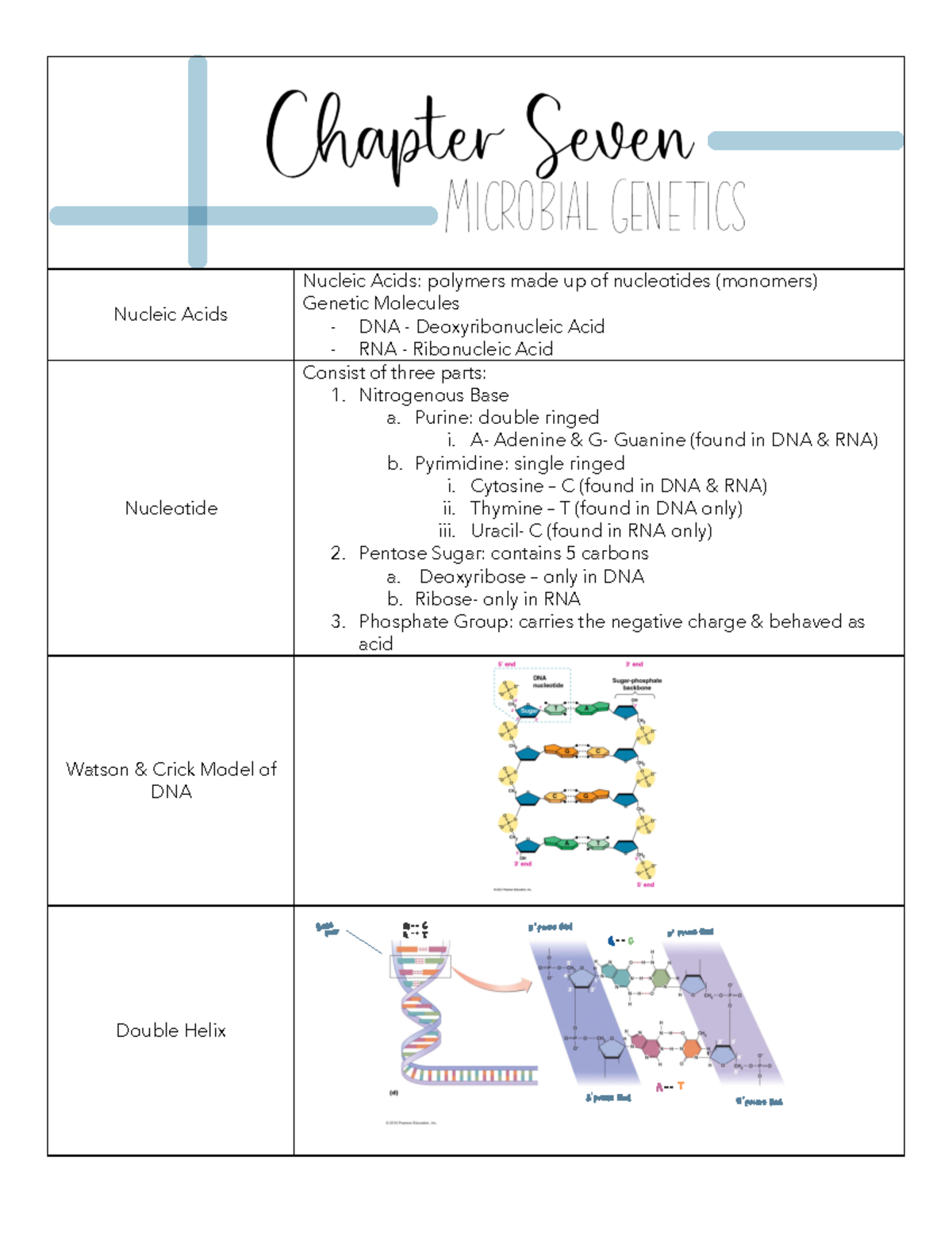 Chapter 7 - Microbial Genetics - Nucleic Acids Nucleic Acids: polymers ...