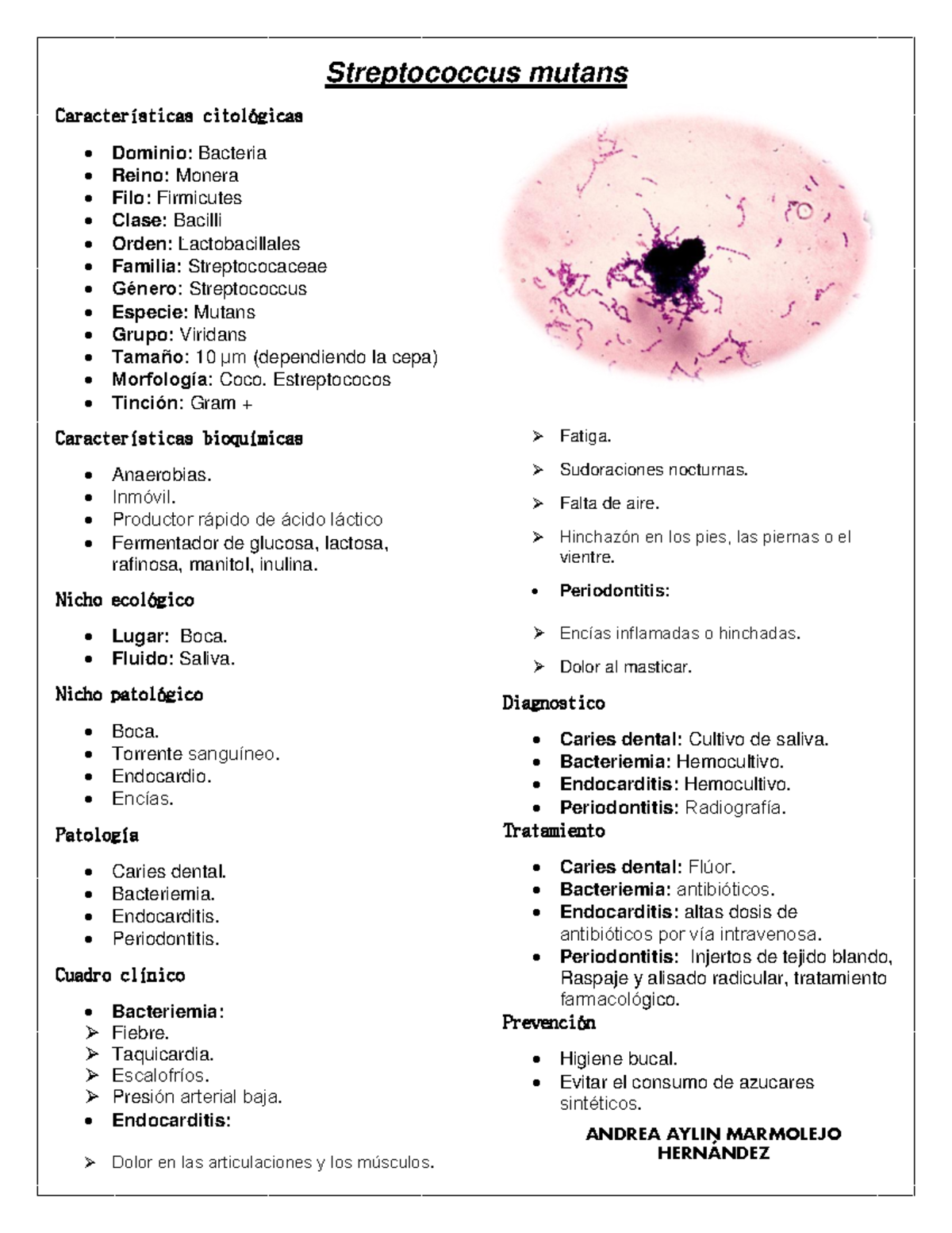 Streptococcus mutans - Descripciones de bacteria - Streptococcus mutans ...