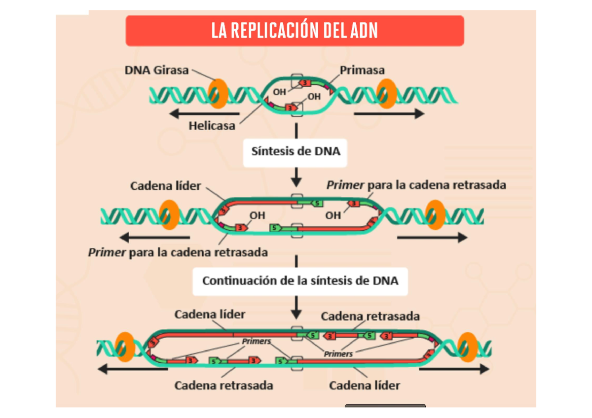 Captura de pantalla 2024-05-15 a la(s) 6.22.33 p. m - LA REPLICACIÓN ...