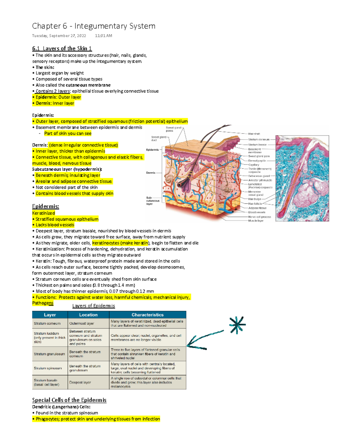 APHY 101 (Ivy Tech) - Chapter 6 - 6 Layers of the Skin 1 The skin and ...