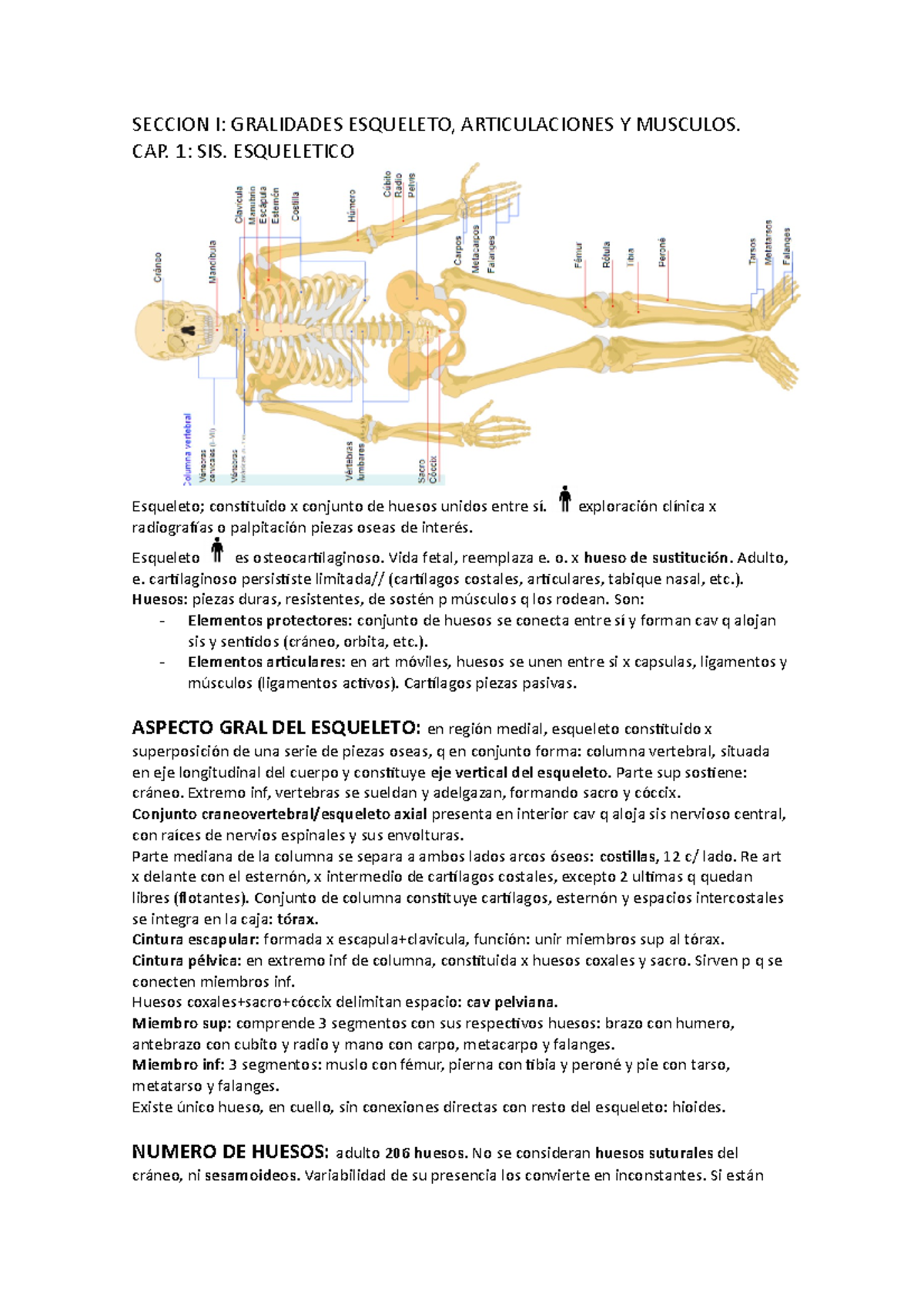 Sistema Esqueletico - SECCION I: GRALIDADES ESQUELETO, ARTICULACIONES Y ...
