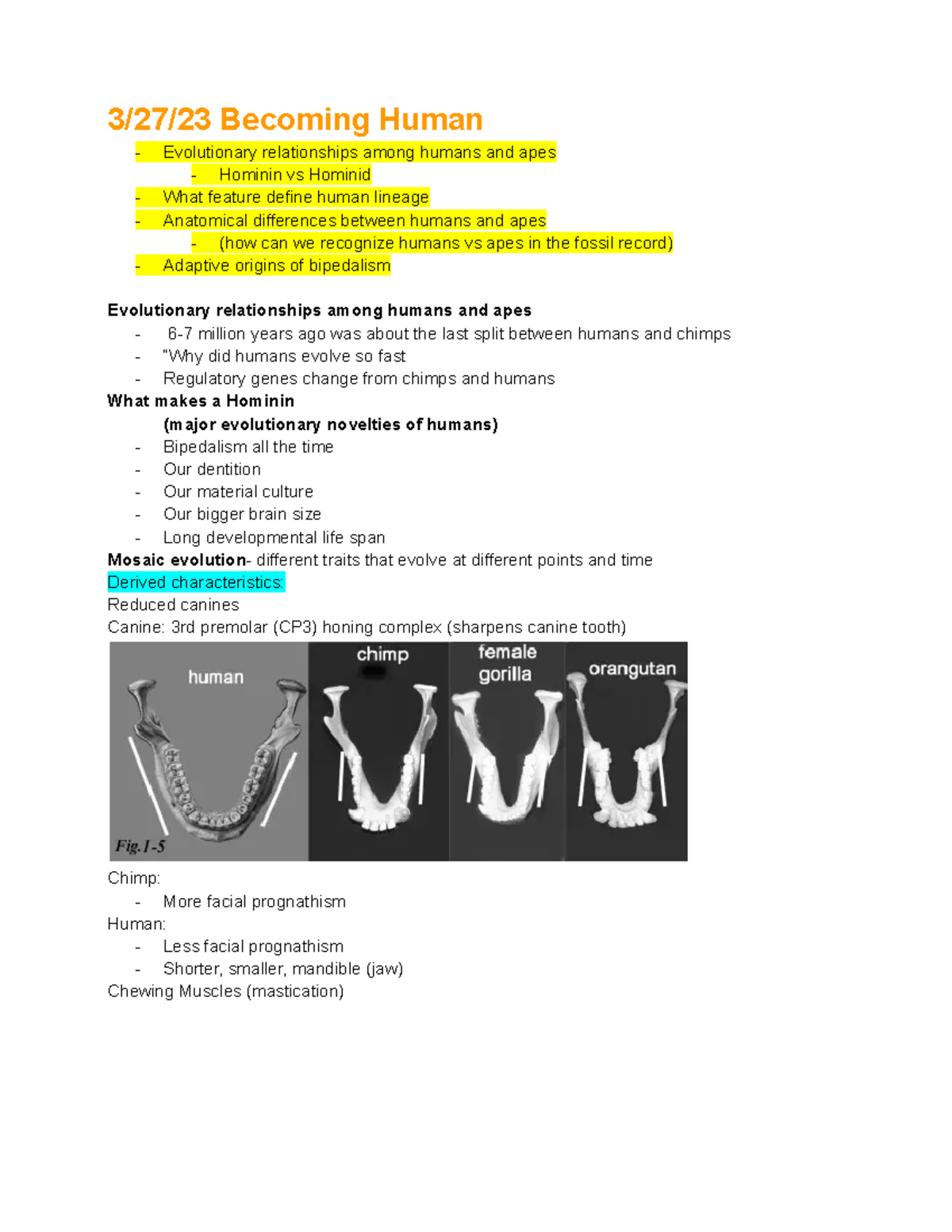 Bio anthro pt 3 - lecture notes! - 3/27/23 Becoming Human Evolutionary ...