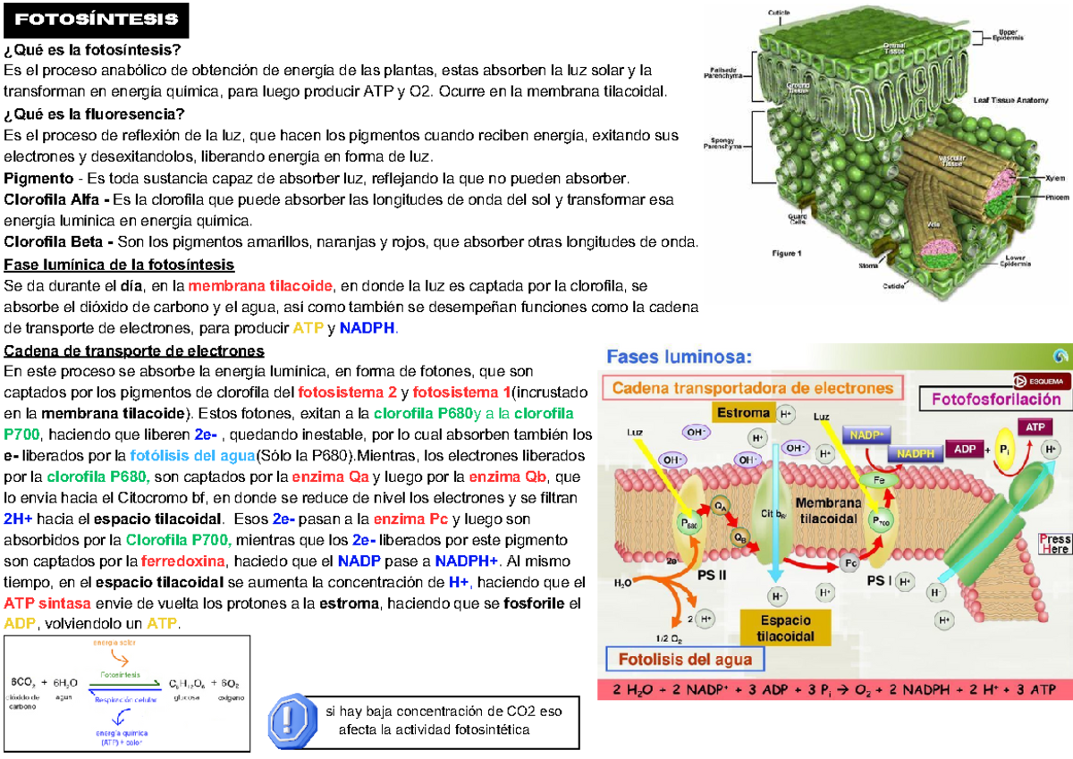 Fotosúntesis y plantas vía CAM, C3 y C4 - fotosíntesis ¿Qué es la ...