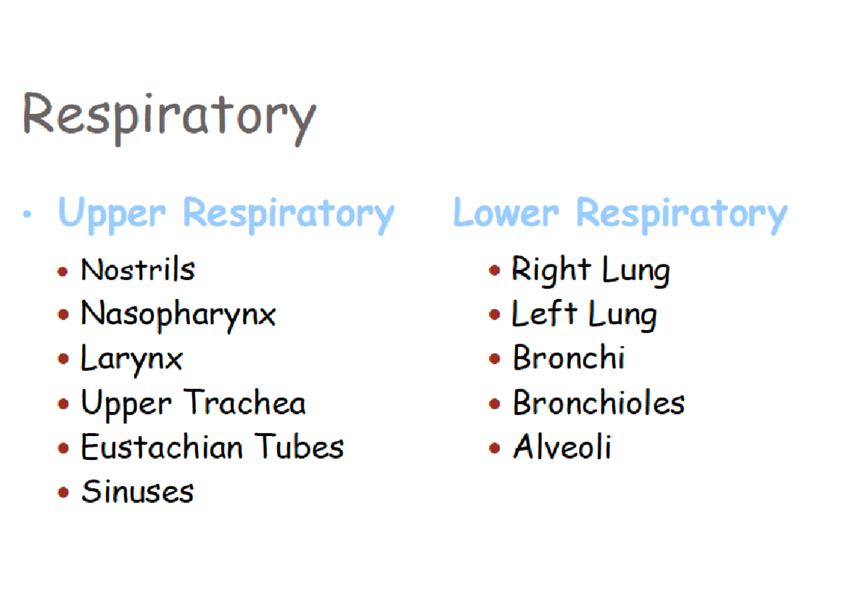 Exam 3 P Resp Part 1 Flash Cards - Respiratory Upper Respiratory Lower Respiratory Nostrils ...
