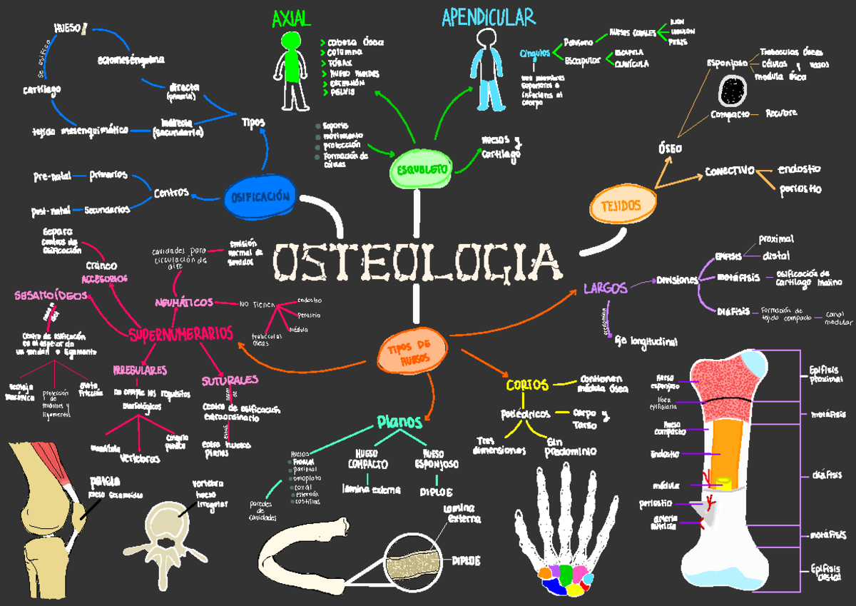 Mapa mental osteologia - Morfología I - osteologia - Studocu