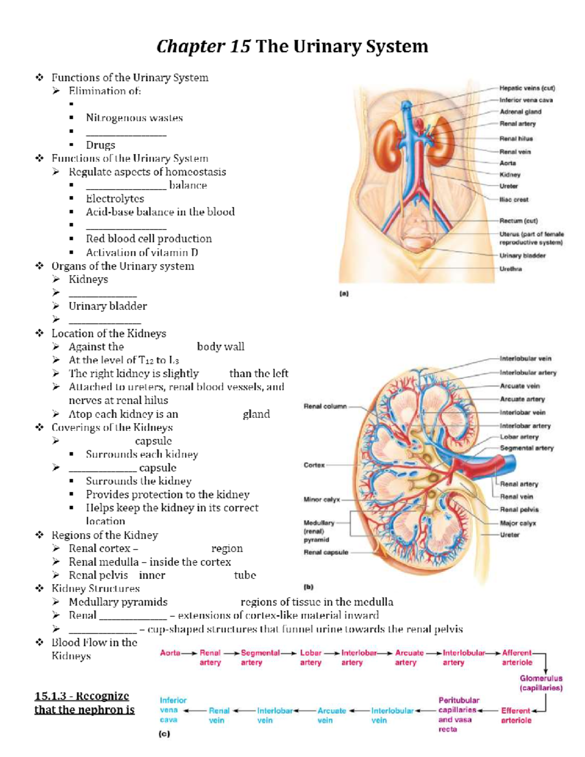 Chapter 15 The Urinary System - BIO1010 - Studocu