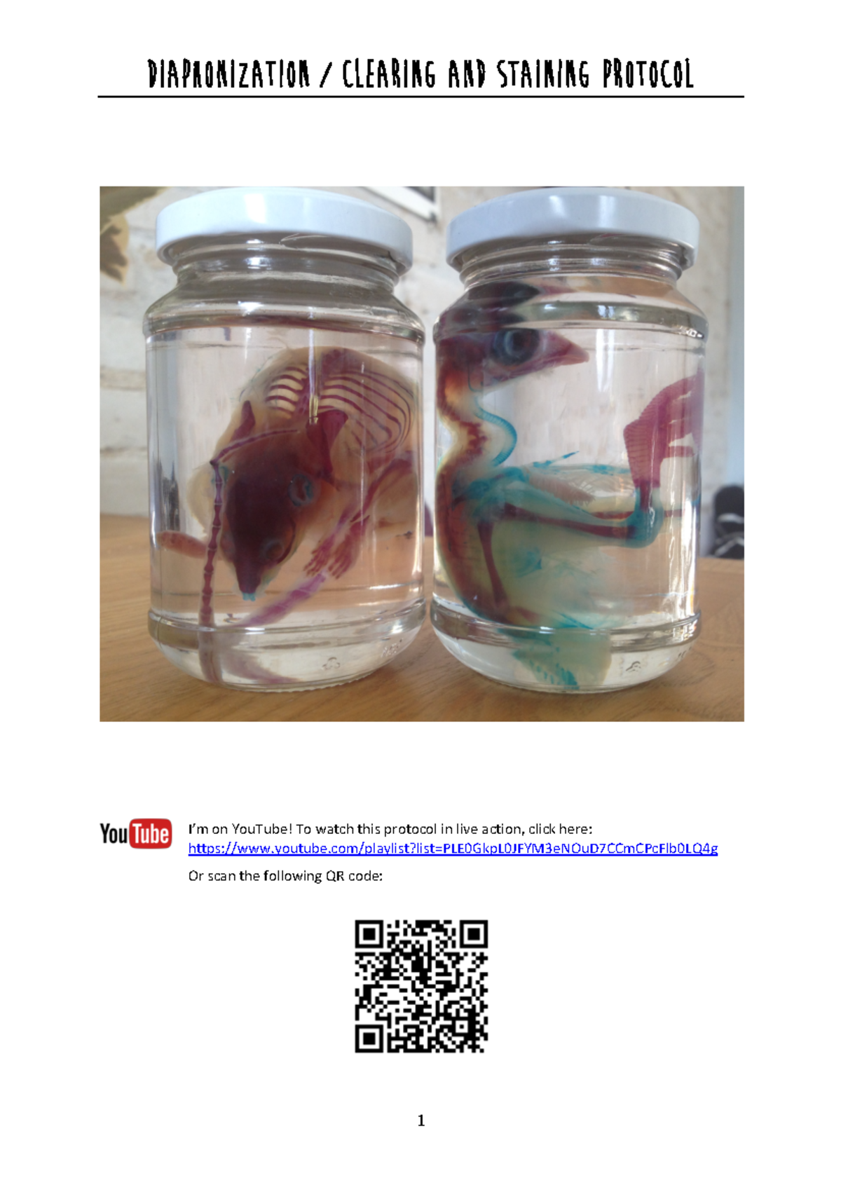 354718383 Diaphonization Clearing and Staining Protocol ...