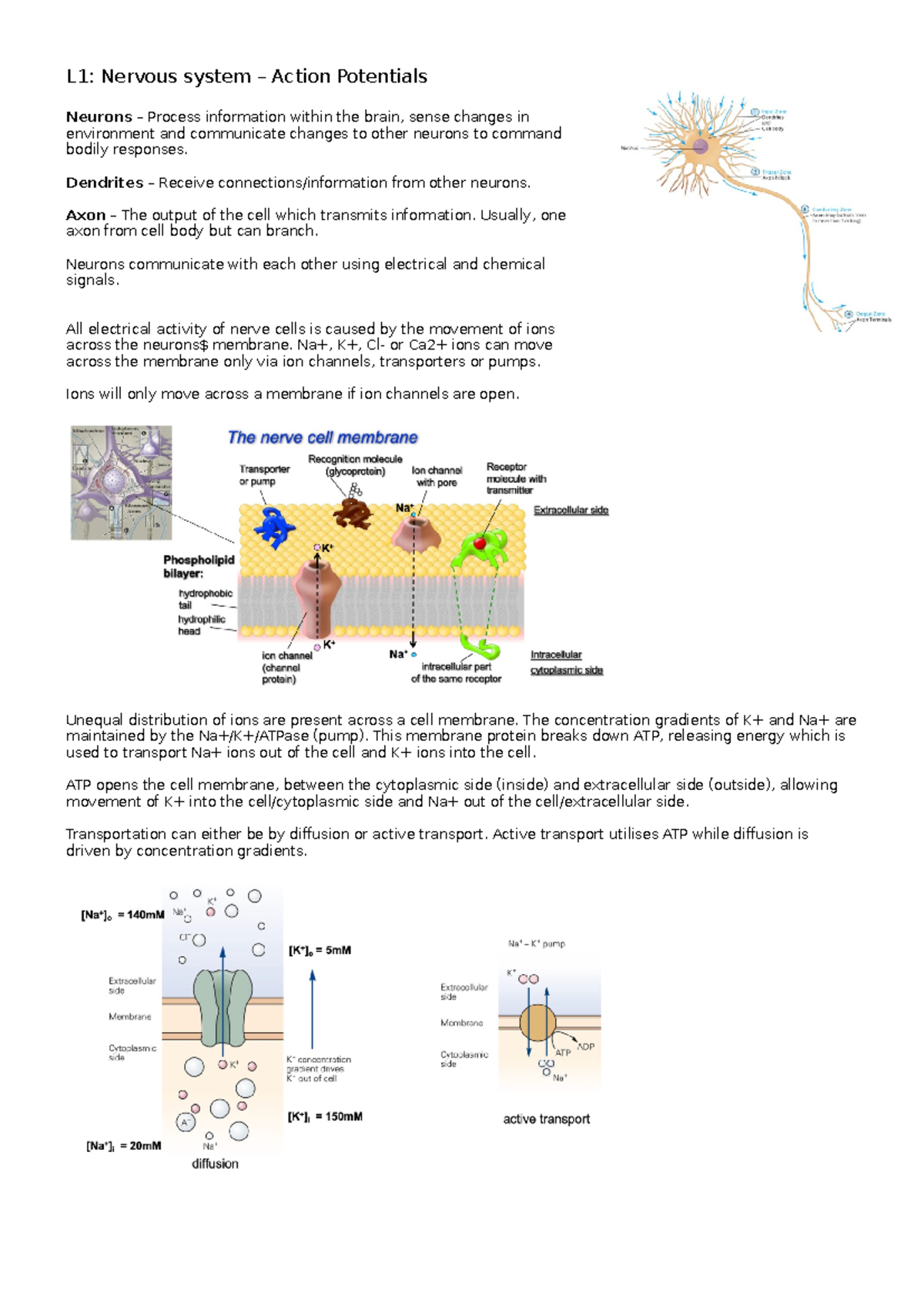 Physiology notes - L1: Nervous system – Action Potentials Neurons ...