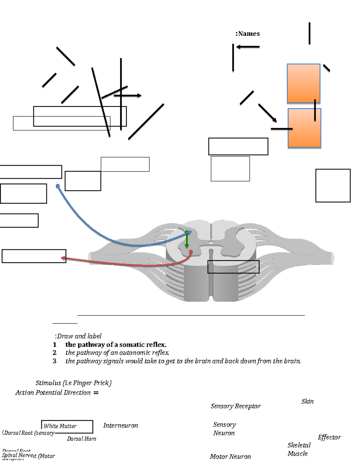 HW #12 - Homework assignment on CNS - :Names - Studocu