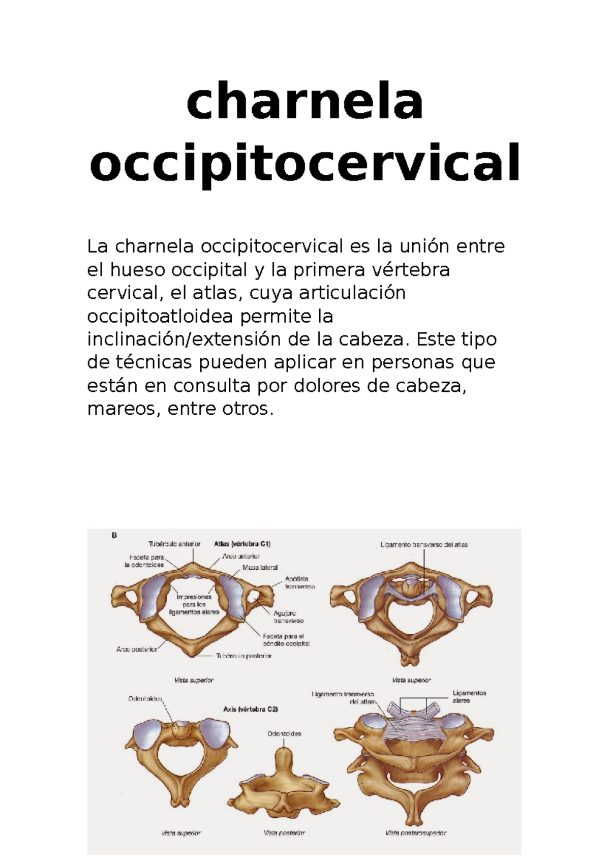 Xc zx - asfagaqge - charnela occipitocervical La charnela ...