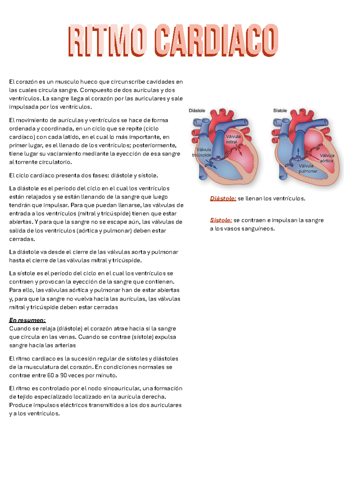 Ritmo cardiaco - El corazón es un musculo hueco que circunscribe ...