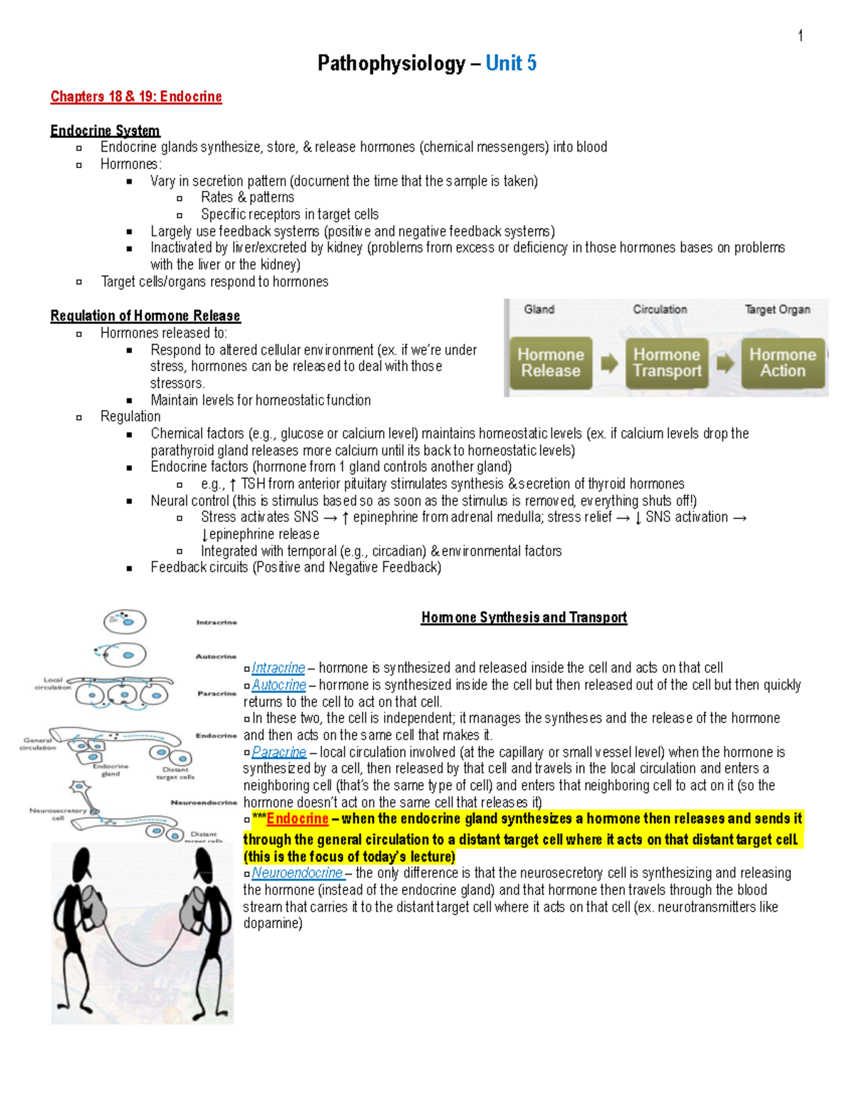 Patho Study Guide 3 for Unit 5 - Pathophysiology – Unit 5 Chapters 18 & 19: Endocrine Endocrine ...