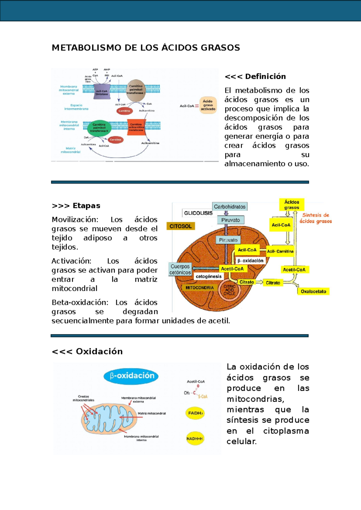 Metabolismo DE LOS Ácidos Grasos Y Ceras - METABOLISMO DE LOS ÁCIDOS GRASOS