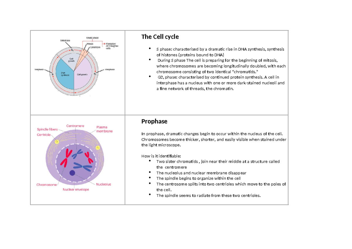 Mitosis and meiosis - The Cell cycle S phase: characterised by a ...