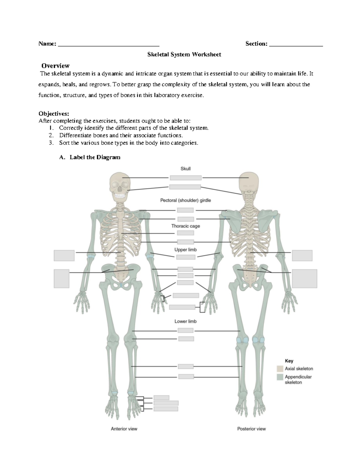 BIO124 Skeletal System Worksheet - Name ...