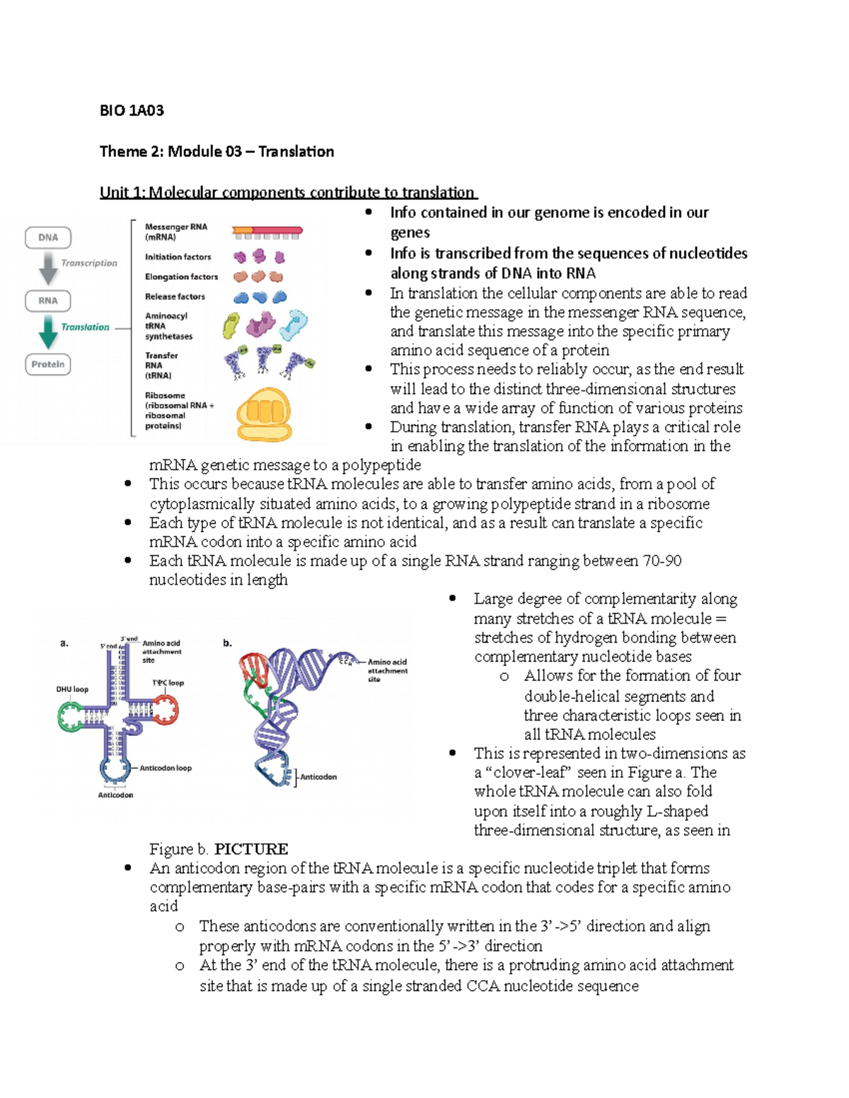 BIO 1A03 - Theme 2 module 03 - BIO 1A Theme 2: Module 03 – Translation ...