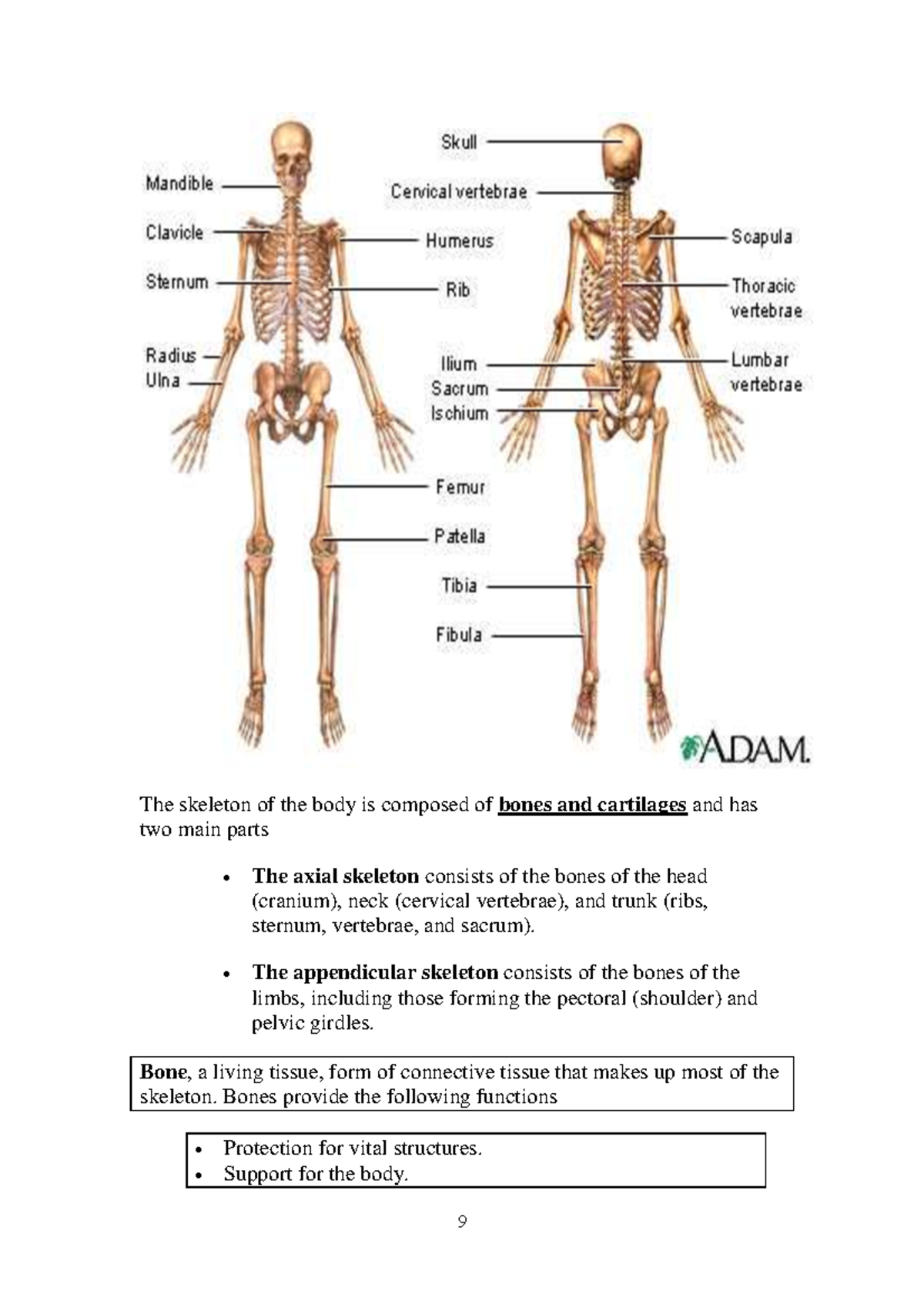 The skeletal system - 9 The skeleton of the body is composed of bones ...