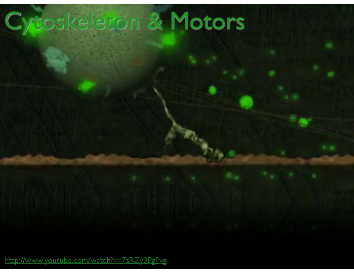 Lecture 11 cytoskeleton - Motors - Cytoskeleton & Motors youtube/watch ...