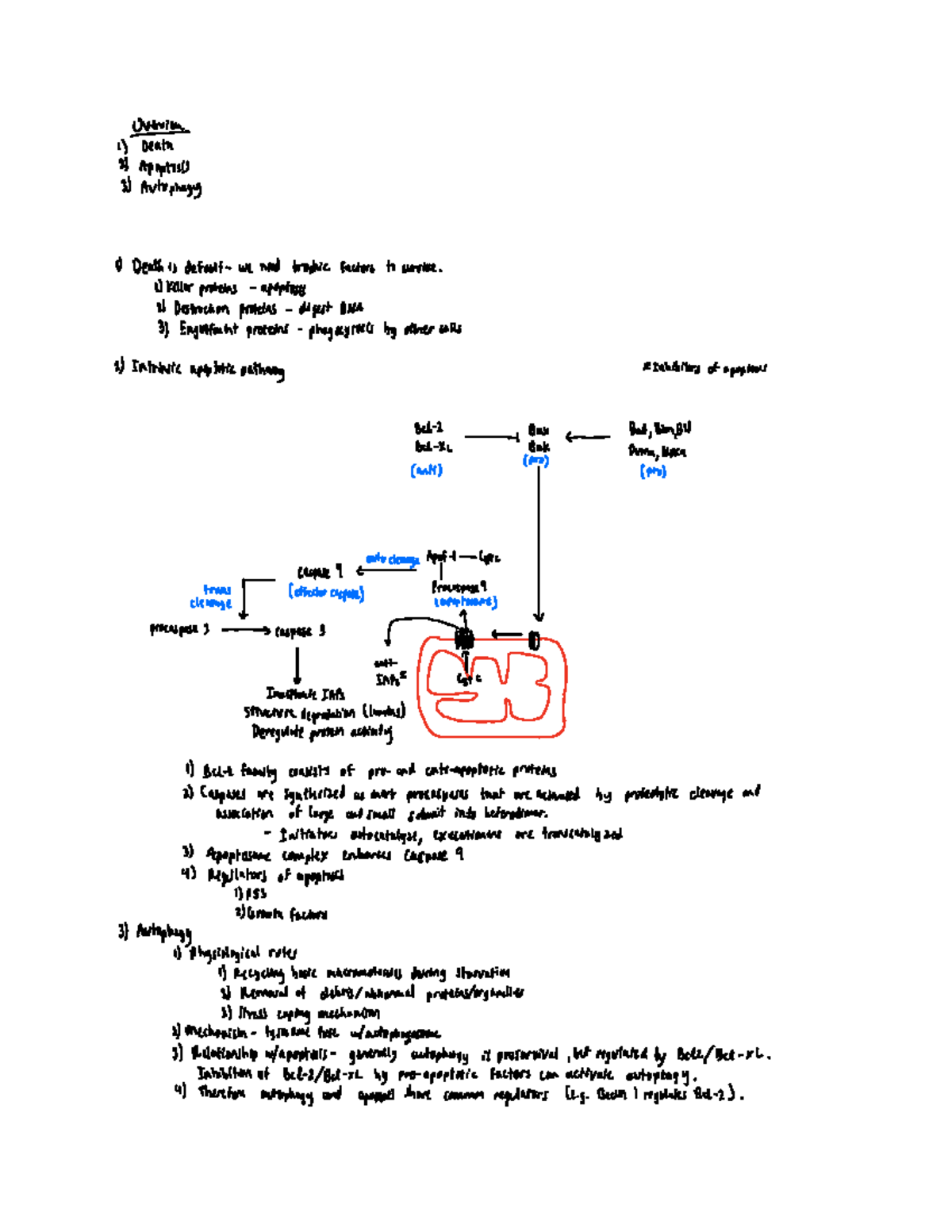 7 - Apoptosis - Lecture notes 7 - Overview 1 Death ####### 21 Apoptosis ...