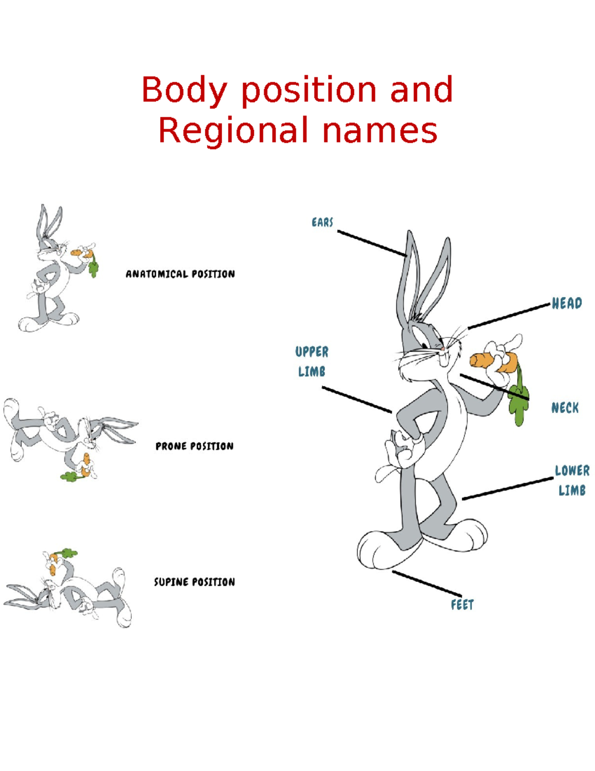 Anatomy hw - Calculo Diferencial - Body position and Regional names ...