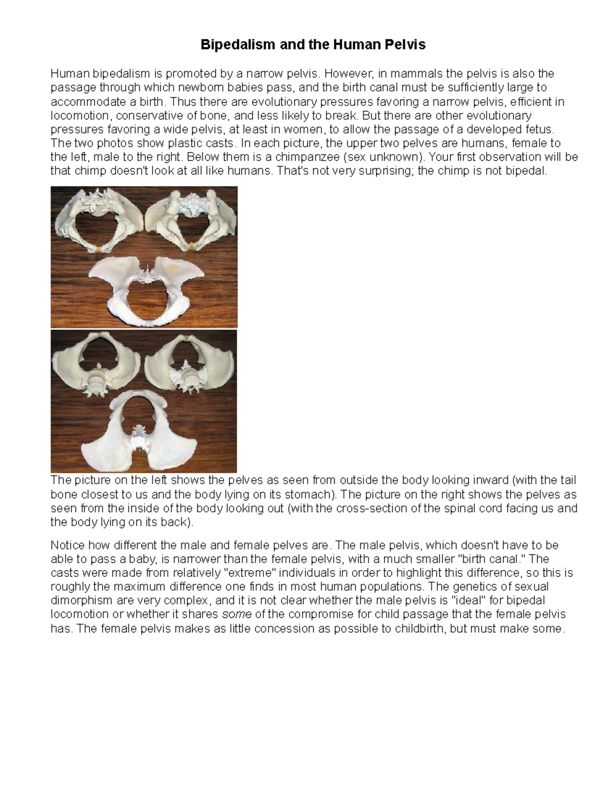 02 Bipedalism, Human Pelvis(1) - Bipedalism and the Human Pelvis Human ...