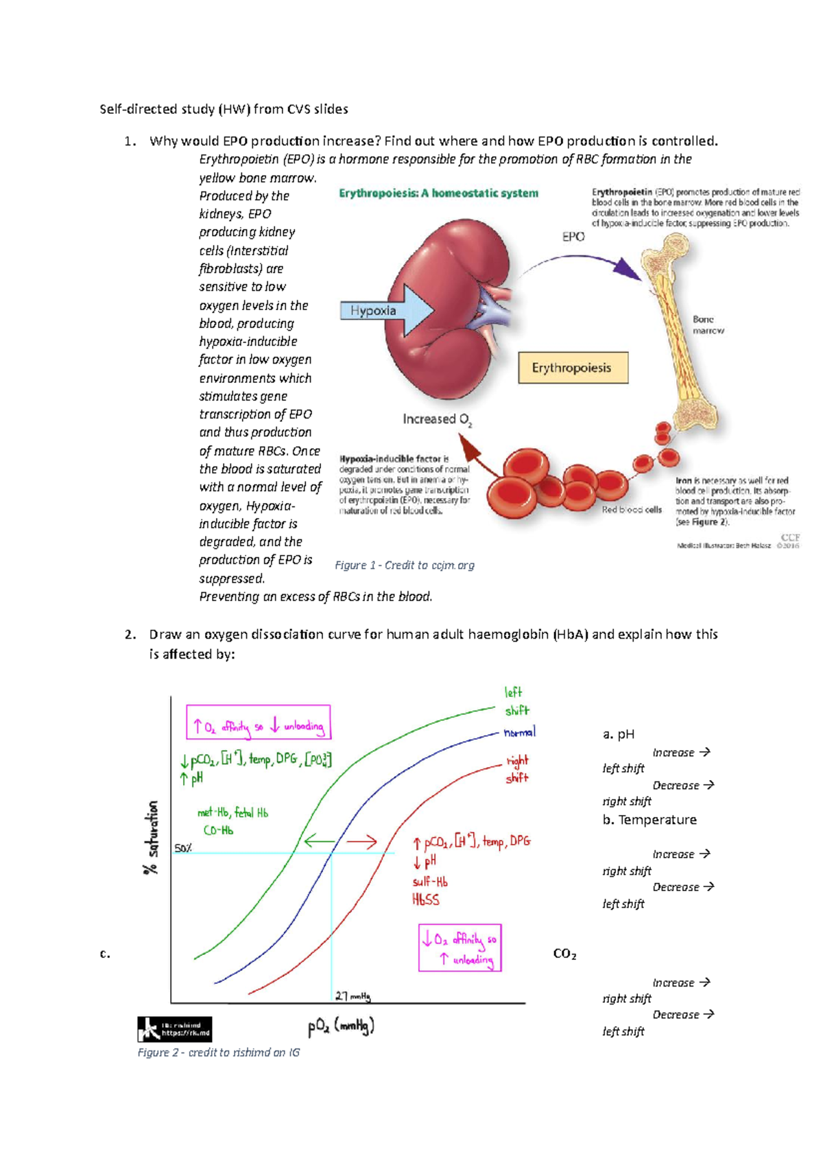 Erythropoietin (EPO) and the production of Red Blood Cells - Self ...