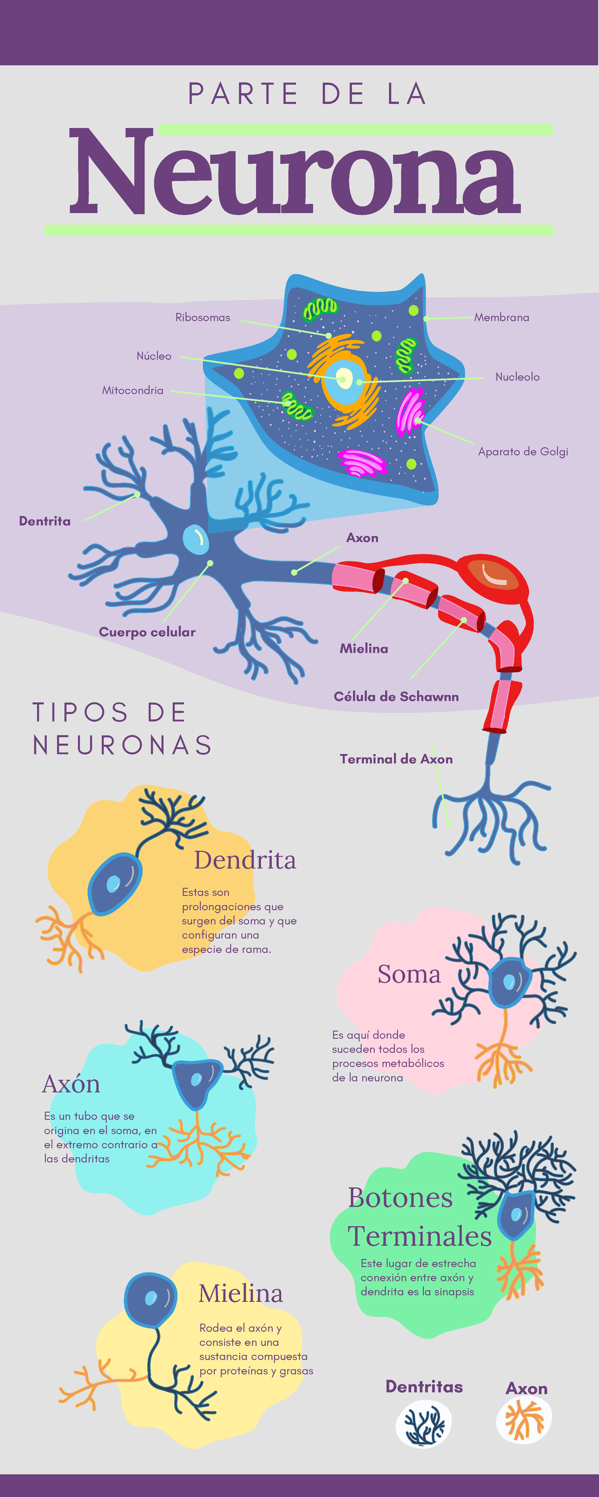 Infografia neuronas ilustrado morado - P A R T E D E L A Neurona ...