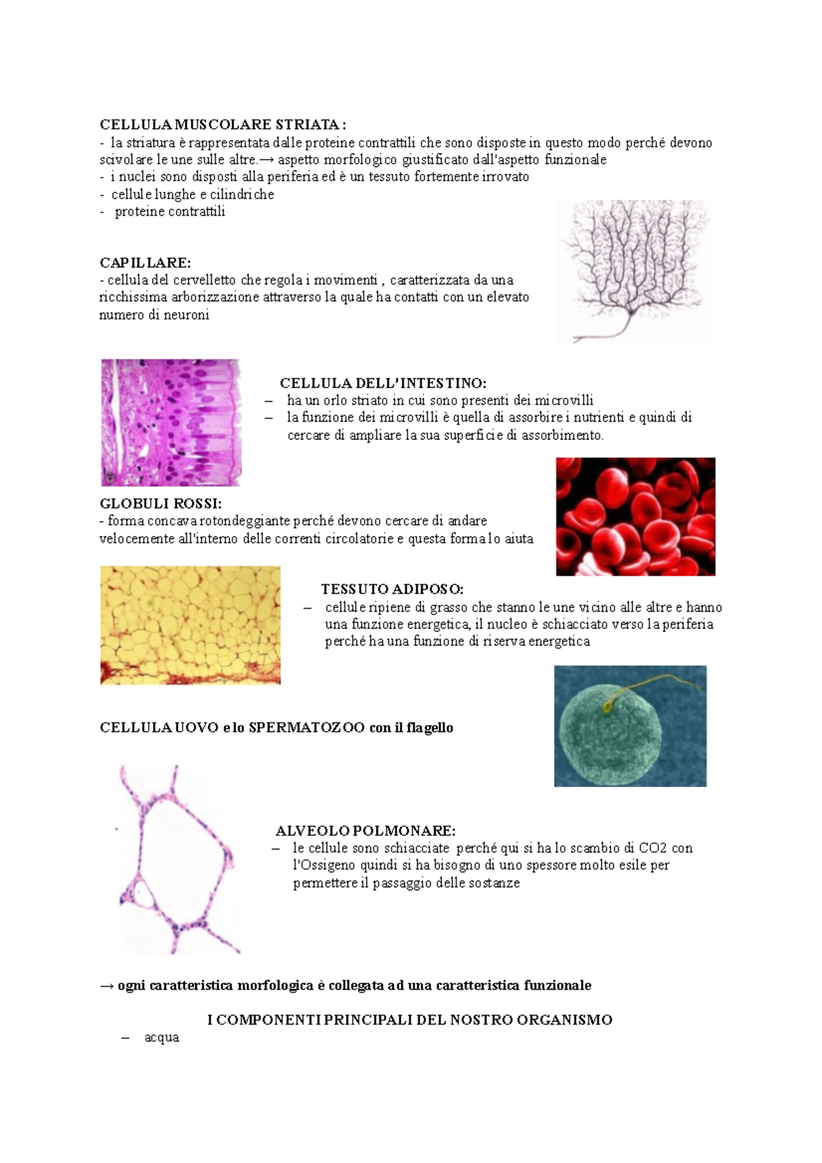 Citologia lezione 2 - cellula muscolare striata capillare cellula dell ...