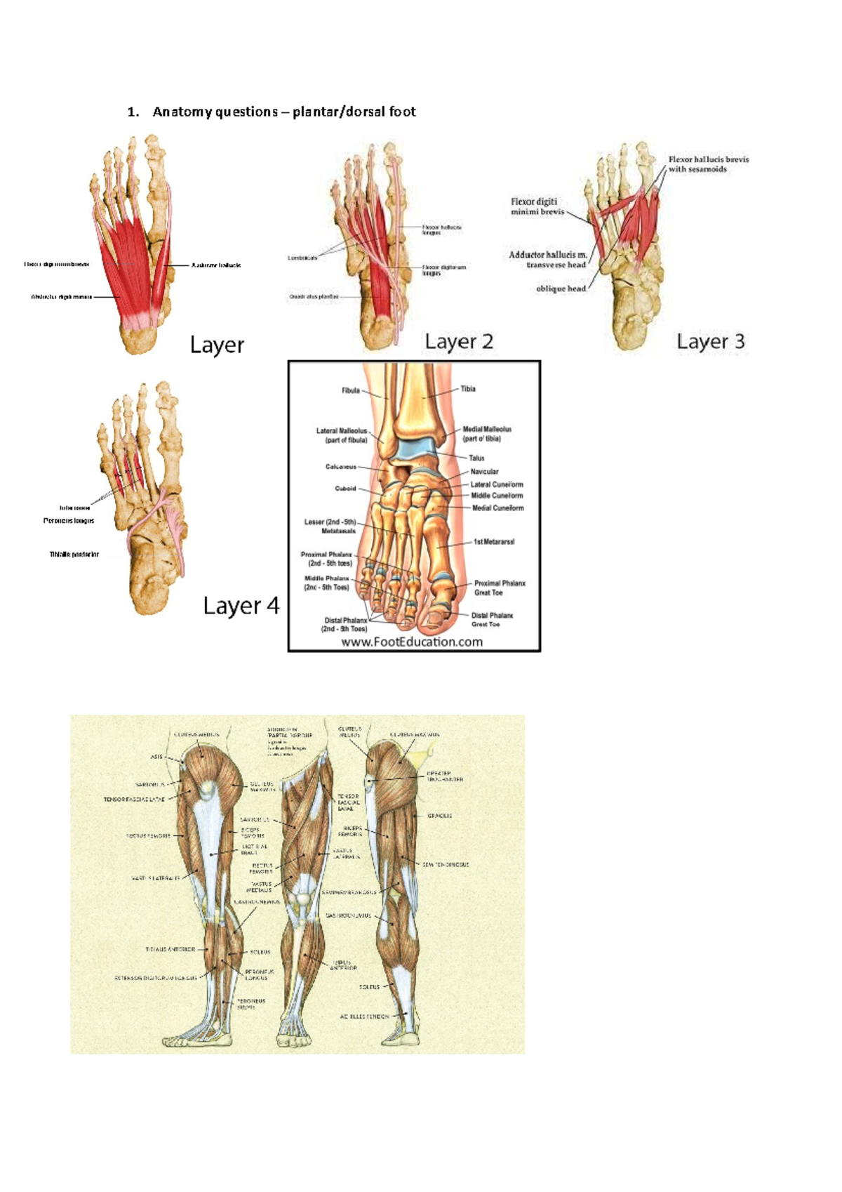 Final exam pointers - Anatomy questions – plantar/dorsal foot Signal ...