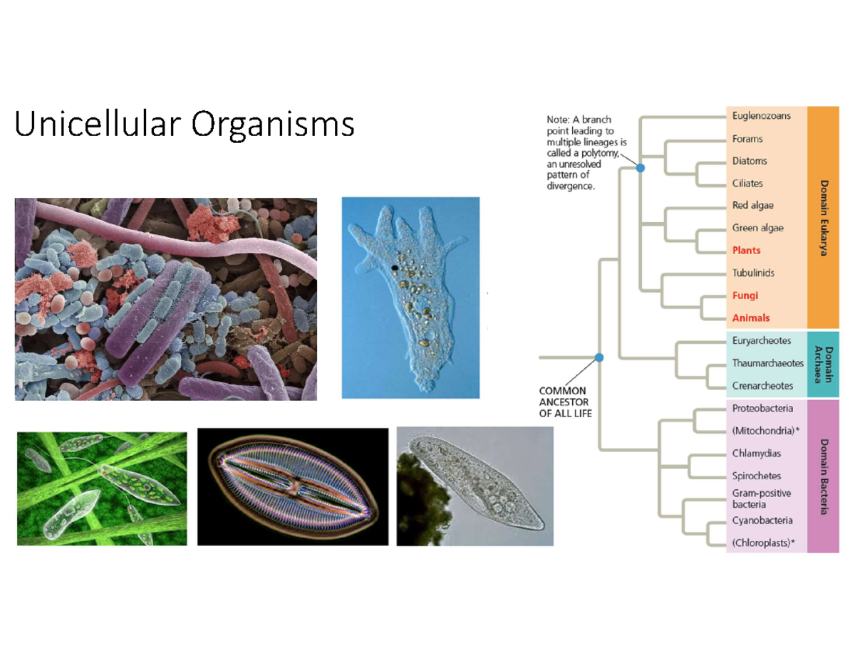 Self Study- Unicellular Organisms - Unicellular Organisms Learning ...