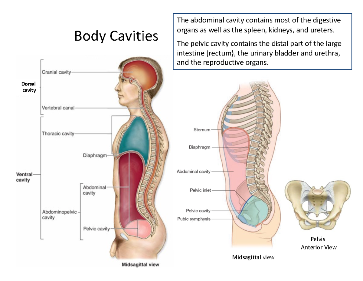 Abdominal Cavity