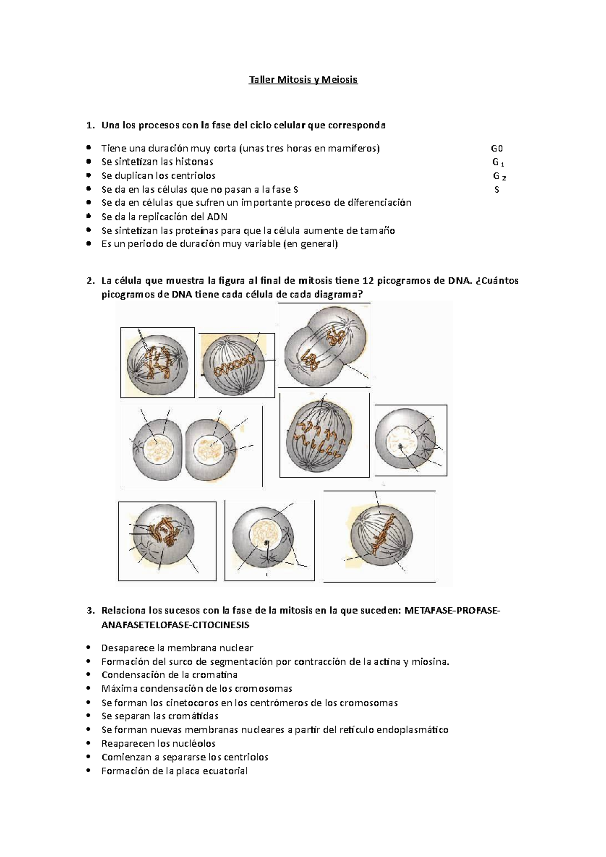 Taller Mitosis y Meiosis 2019-2 - Taller Mitosis y Meiosis Una los procesos con la fase del ...