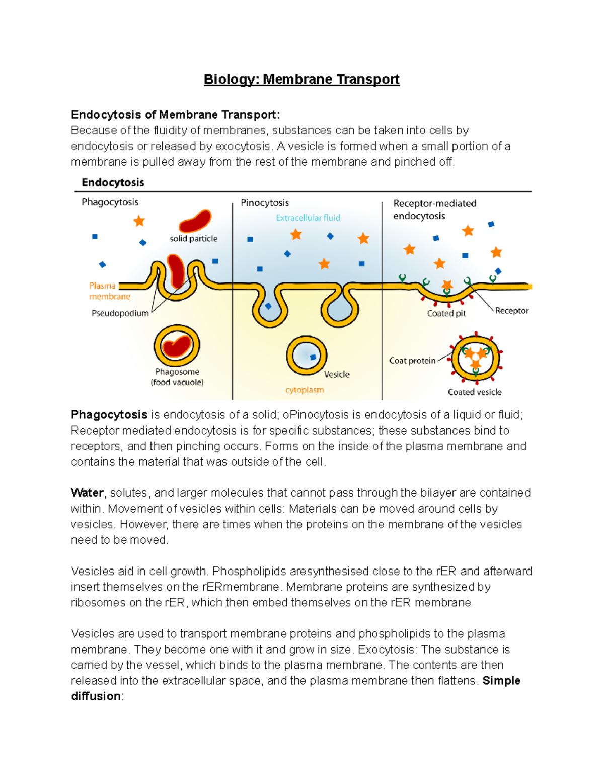 Biology Membrane Transport - Biology: Membrane Transport Endocytosis of ...